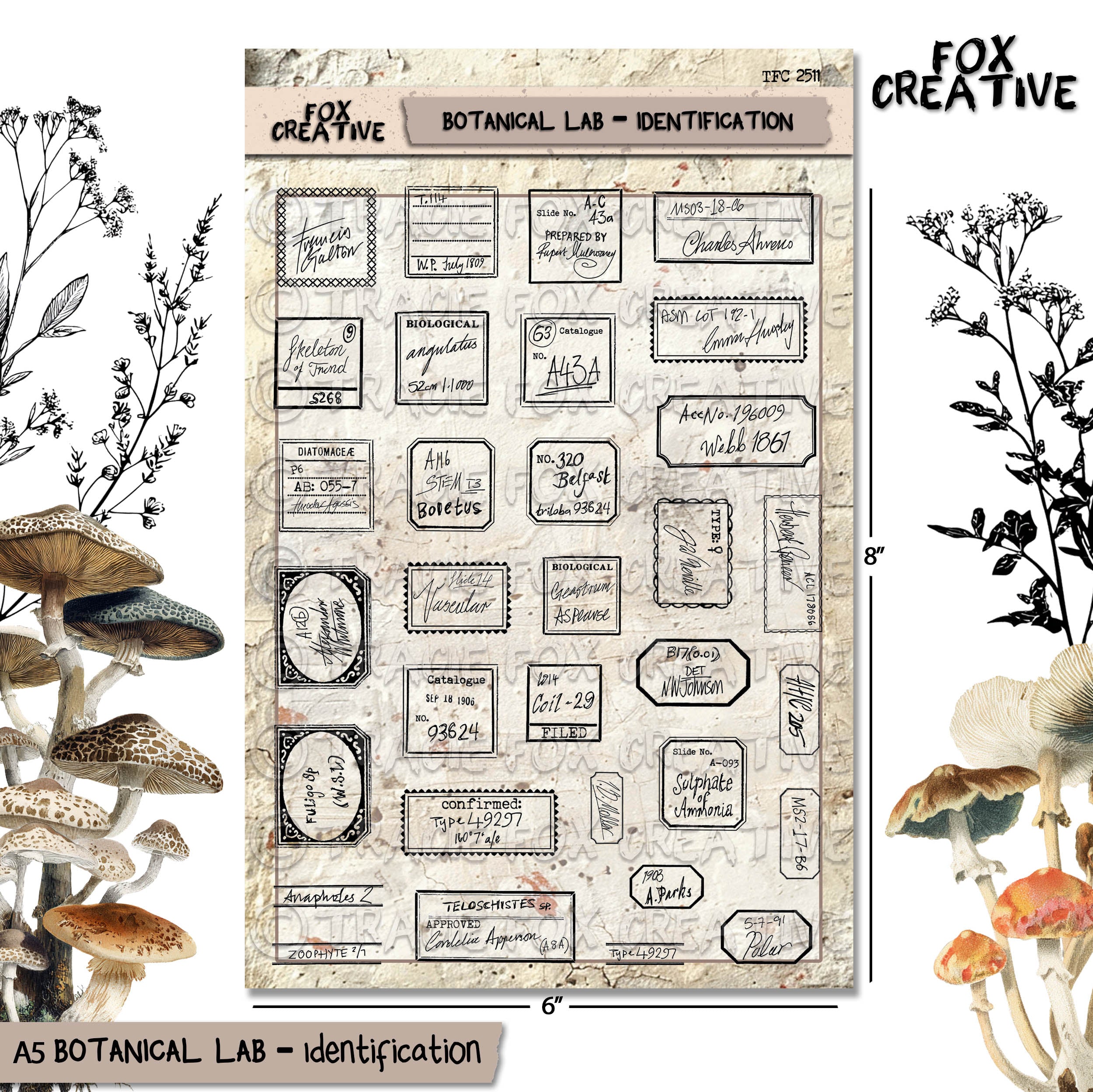 Botanical Lab – Identification Set - Victorian Handwritten, Botanical ...